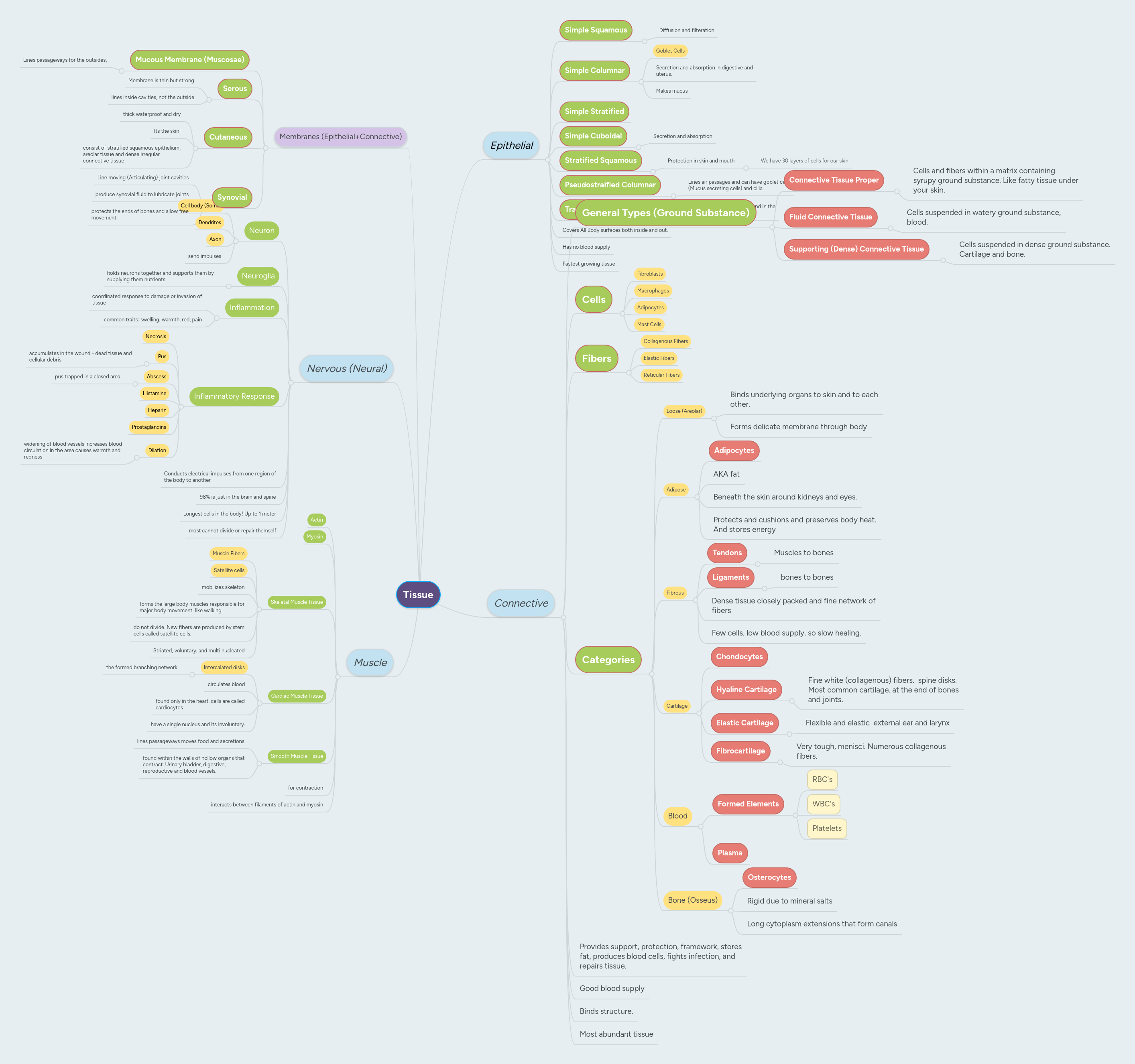 Tissue | MindMeister Mind Map