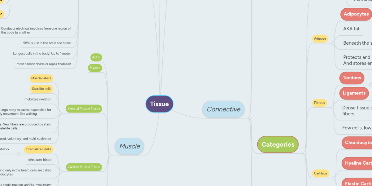 Tissue | MindMeister Mind Map
