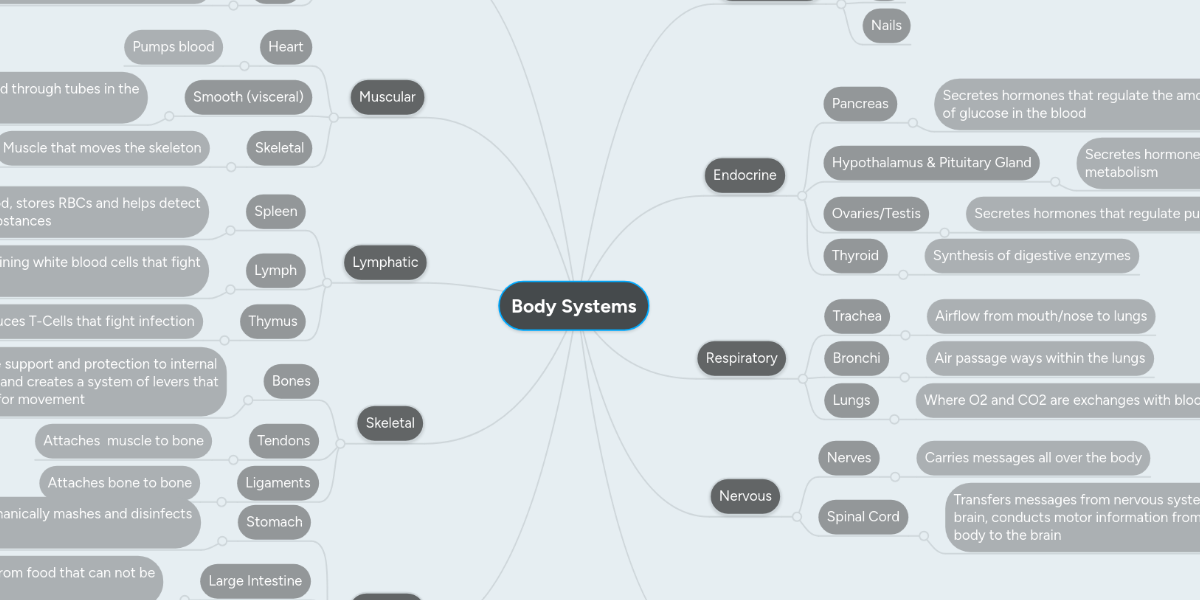 Body Systems | MindMeister Mind Map