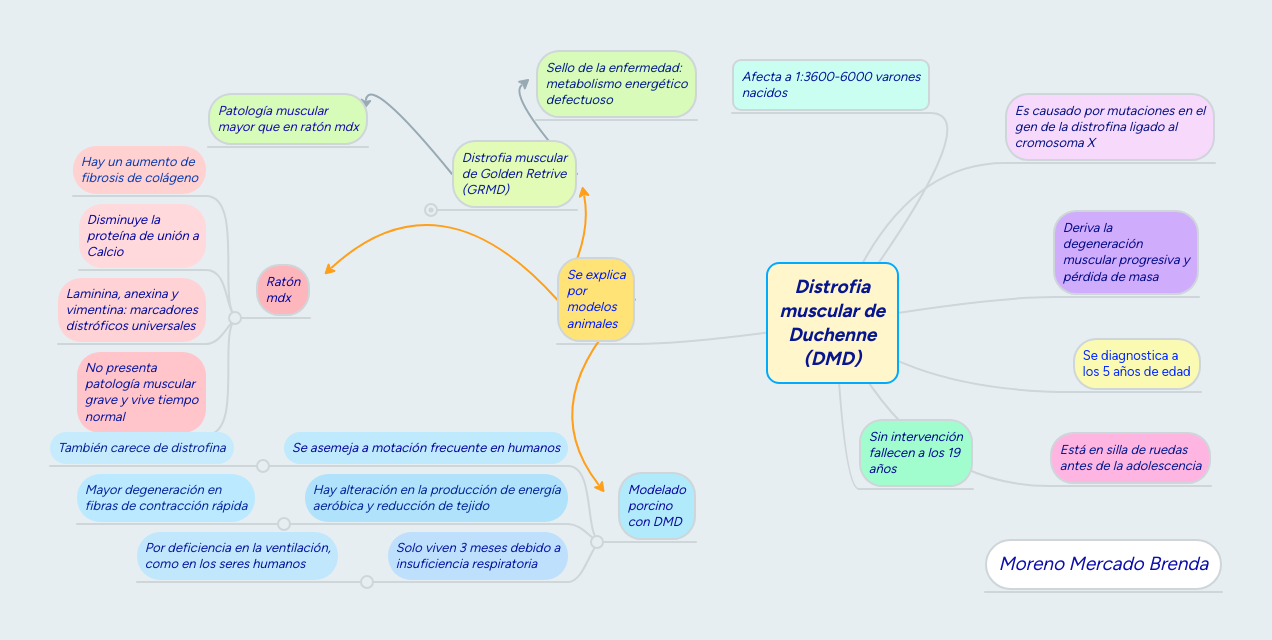 Distrofia muscular de Duchenne (DMD) | MindMeister Mapa mental