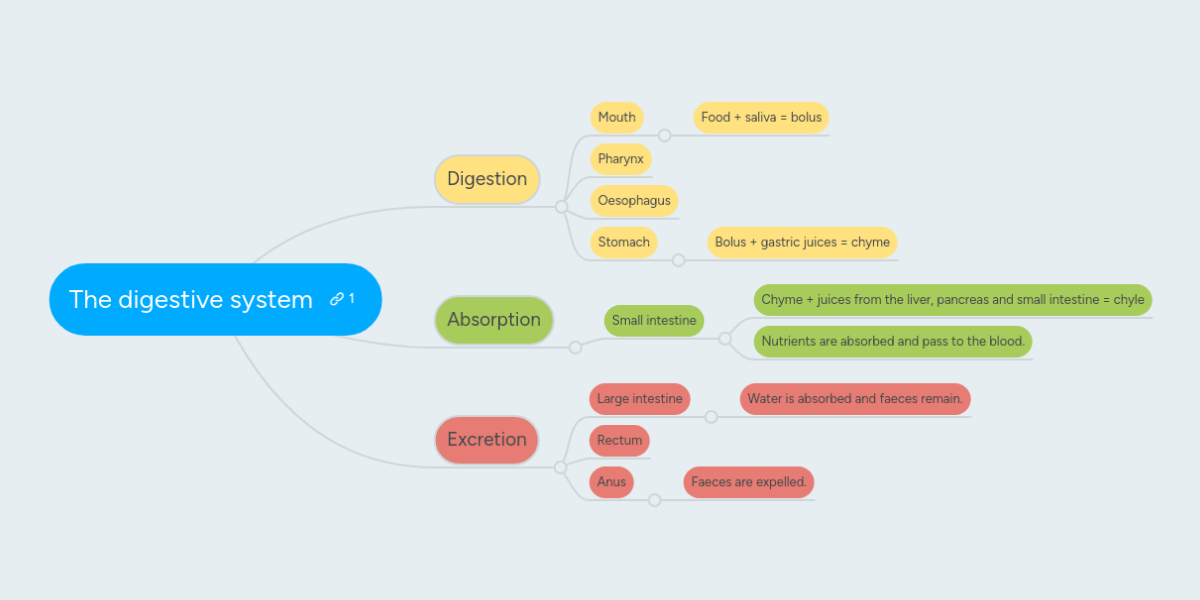 The digestive system | MindMeister Mind Map
