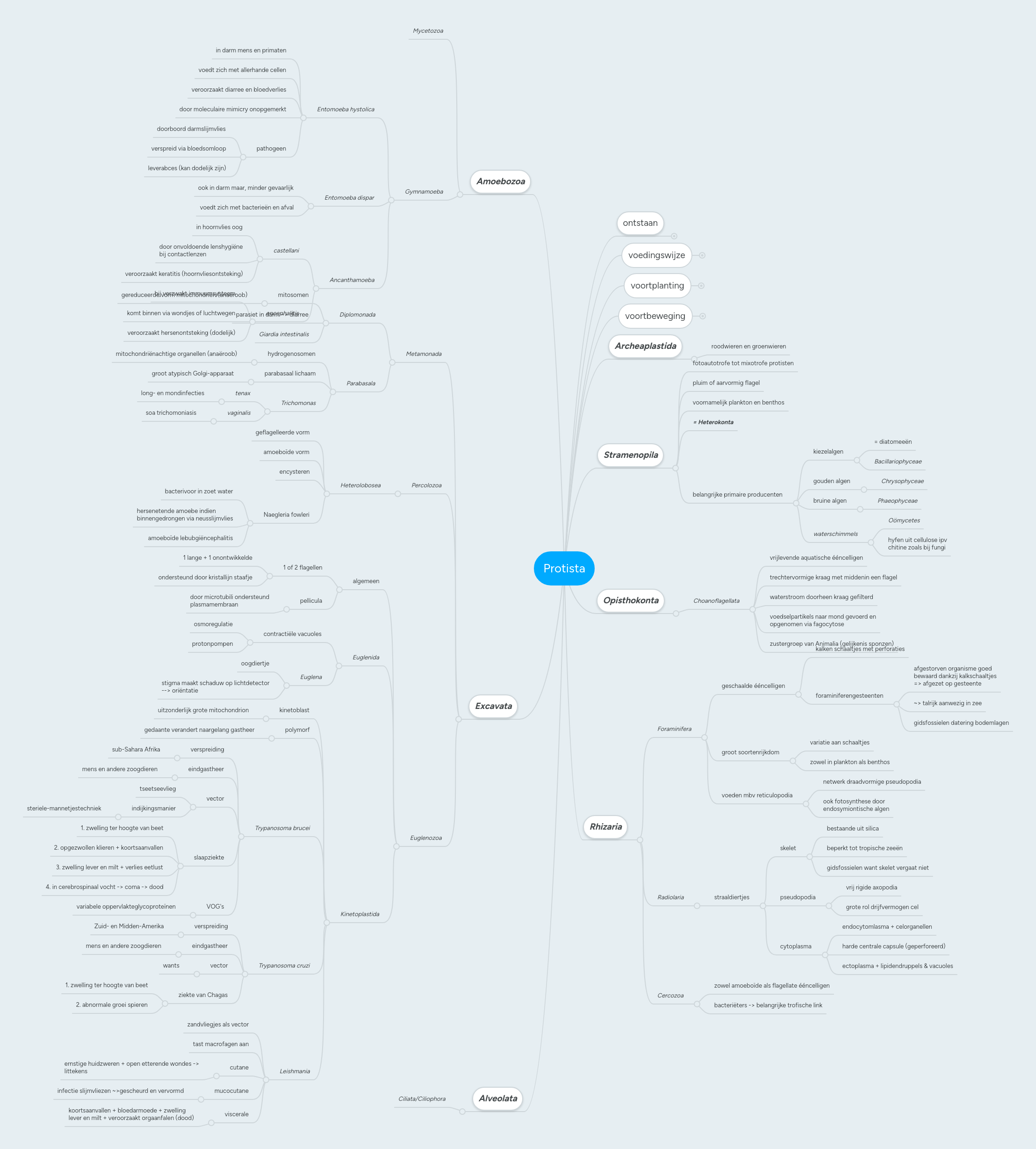 Protista | MindMeister Mindmap