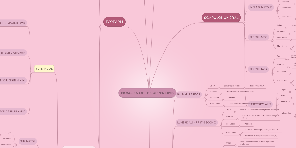MUSCLES OF THE UPPER LIMB | MindMeister Mind Map