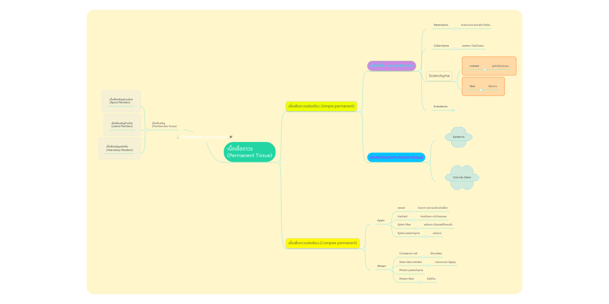 เนื้อเยื่อของพืช (plant tissue) | MindMeister Mind Map