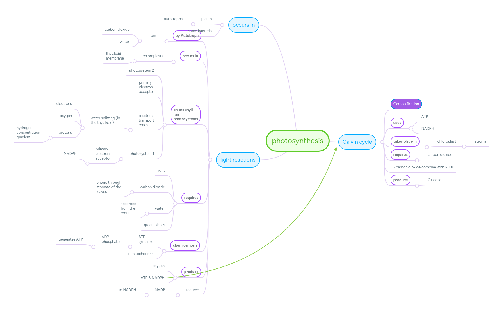 photosynthesis | MindMeister Mind Map