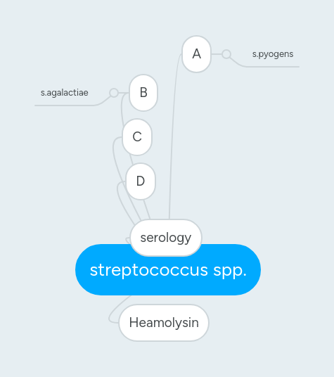 streptococcus spp. | MindMeister Mind map