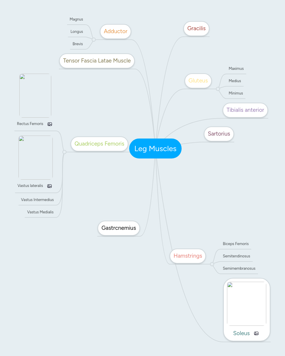 Leg Muscles | MindMeister Mind Map