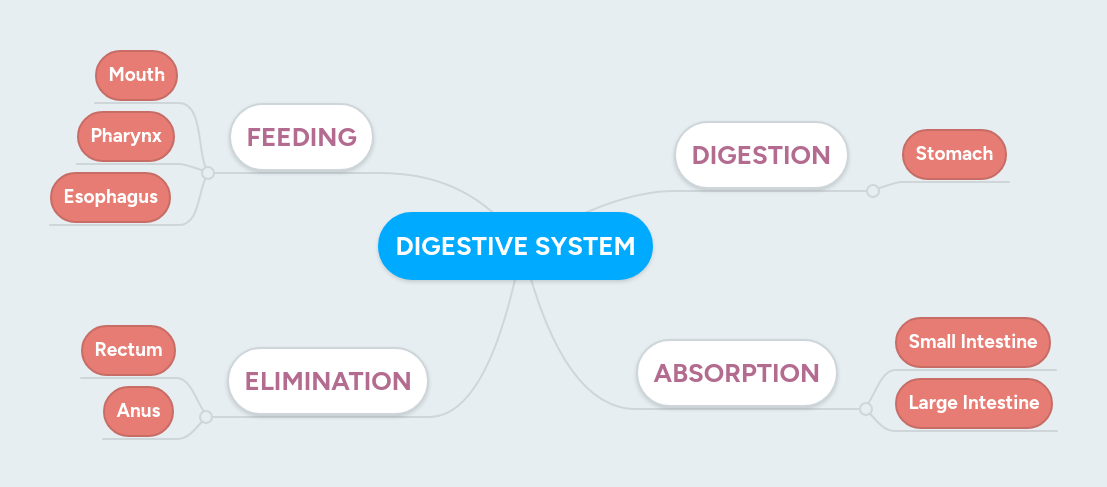 DIGESTIVE SYSTEM | MindMeister Mind map