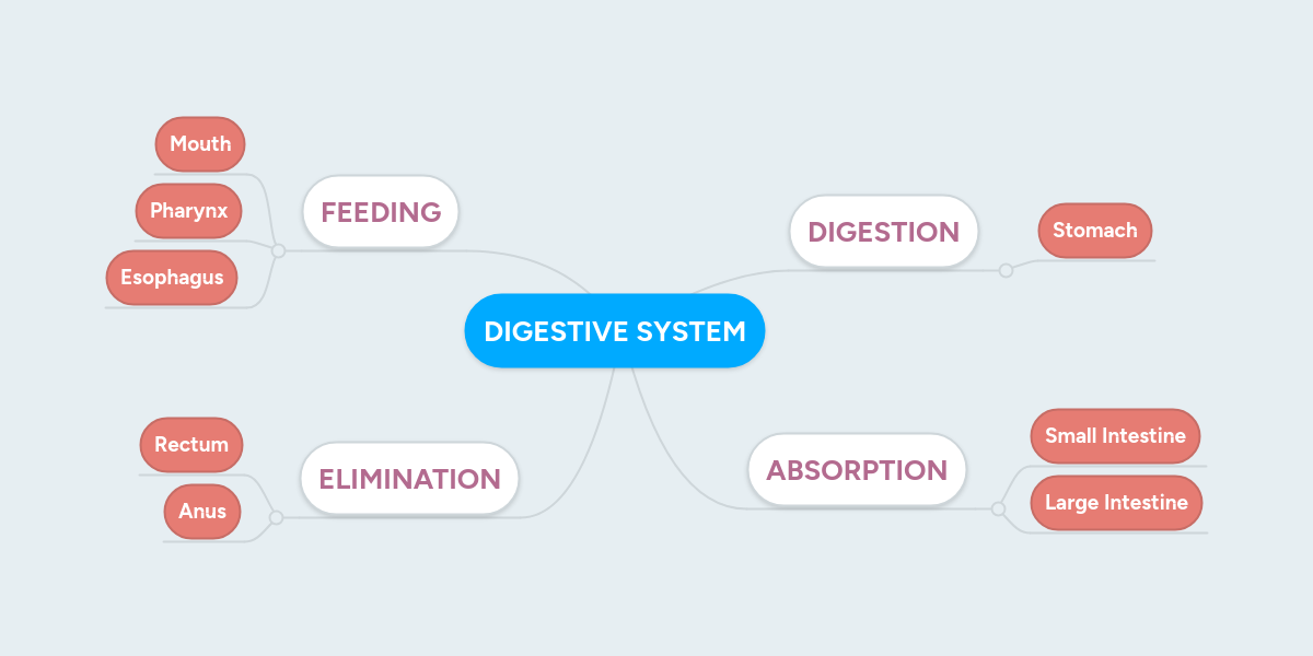 DIGESTIVE SYSTEM | MindMeister Mind Map