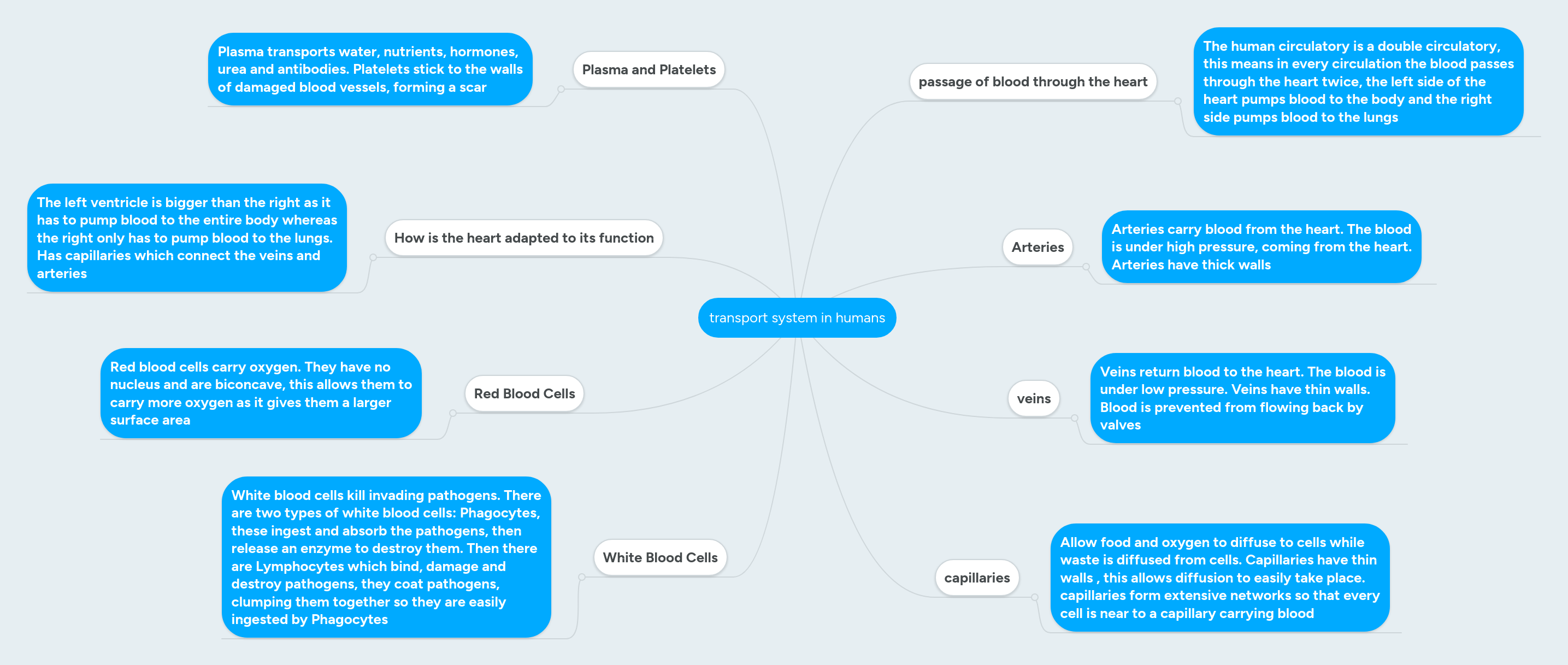 transport system in humans | MindMeister Mind map