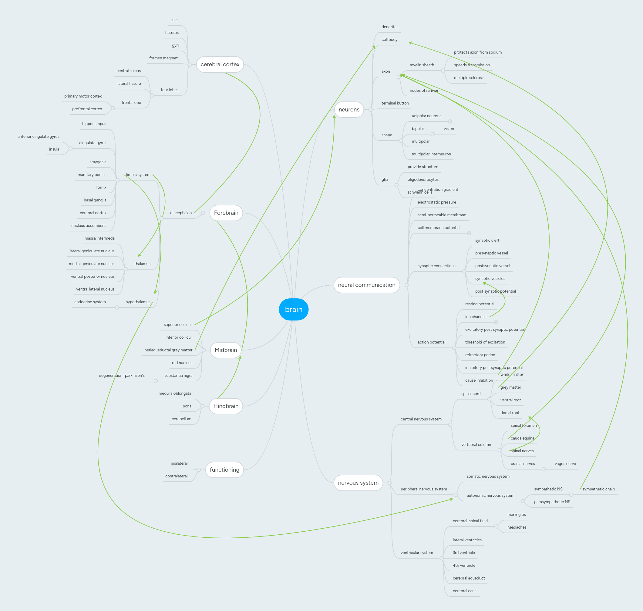 brain | MindMeister Mind map