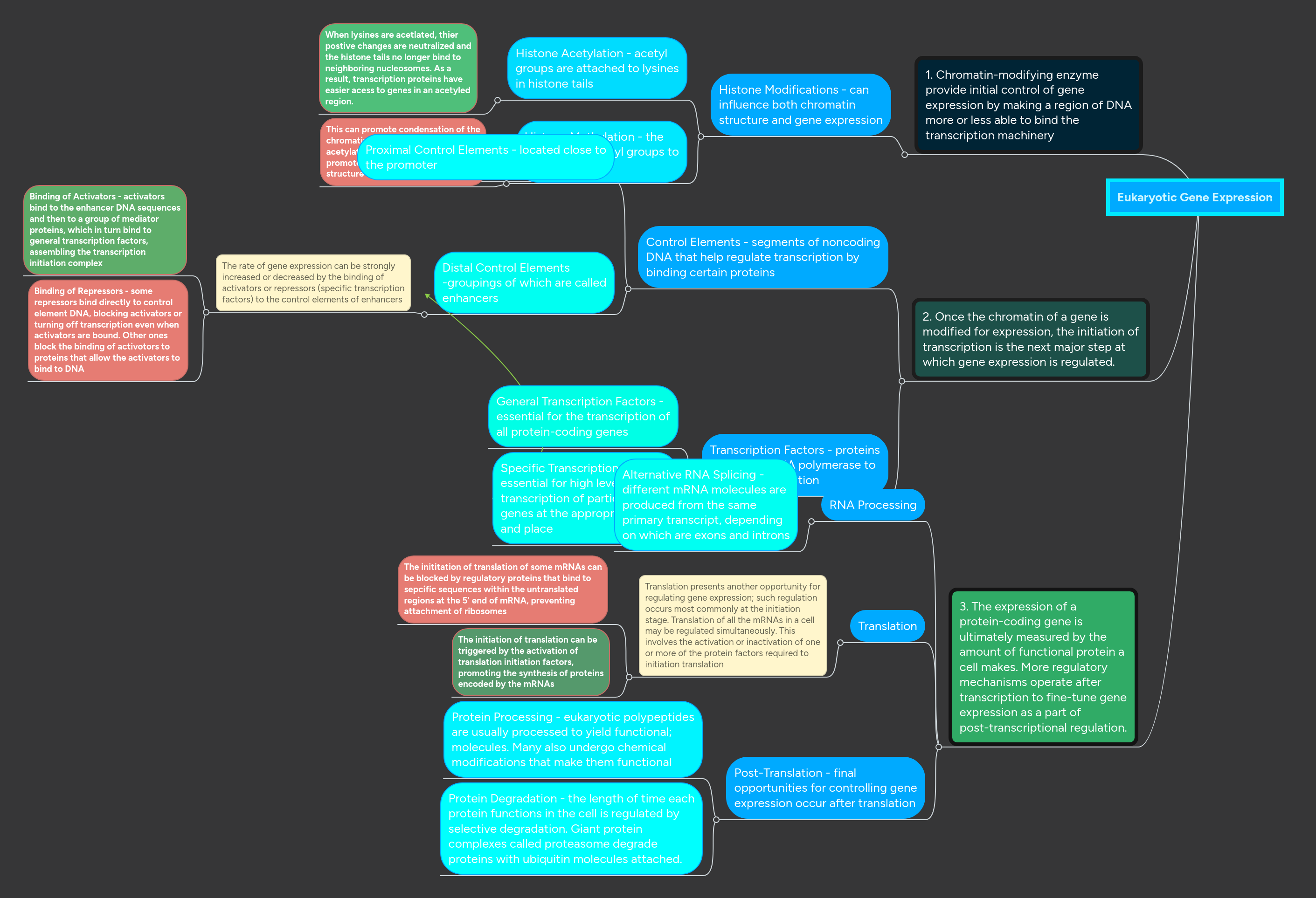 Eukaryotic Gene Expression | MindMeister Mind Map