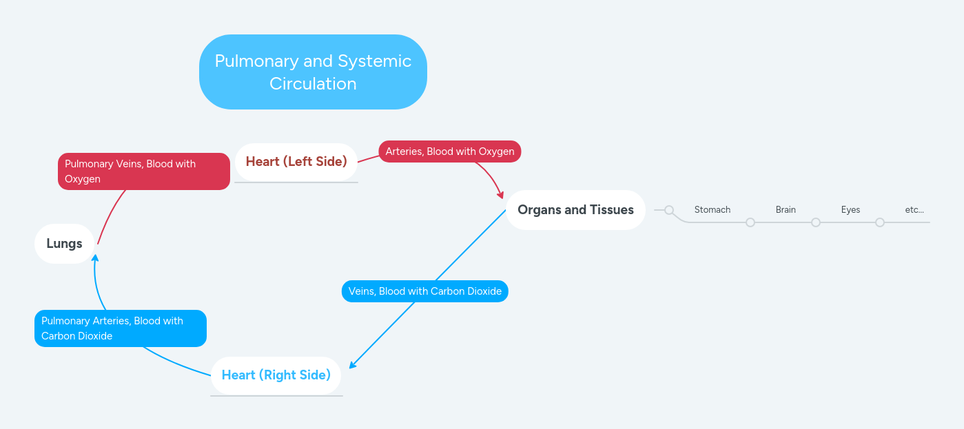 Pulmonary and Systemic Circulation | MindMeister Mind map