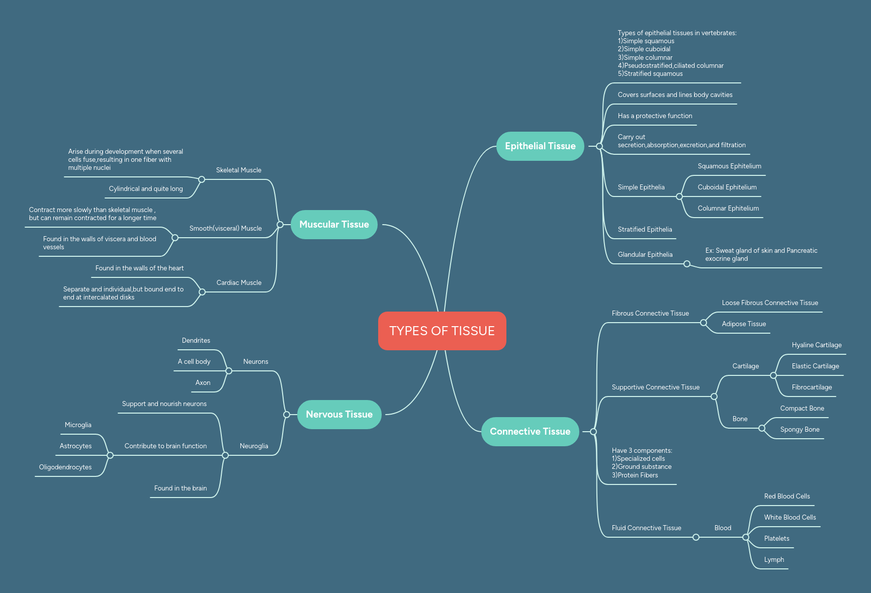 TYPES OF TISSUE | MindMeister Mind Map