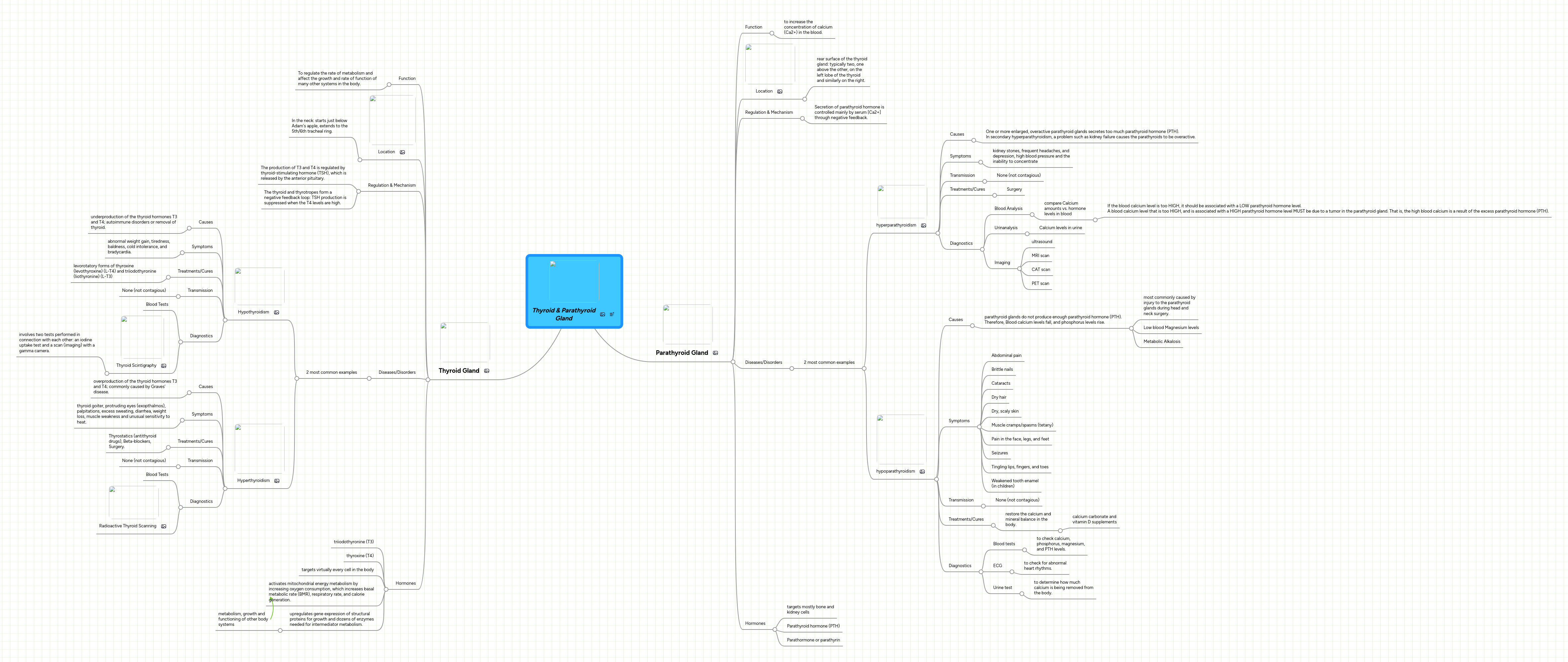 Thyroid & Parathyroid Gland | MindMeister Mind map