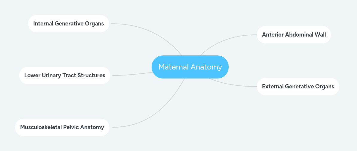 Maternal Anatomy | MindMeister Mind Map