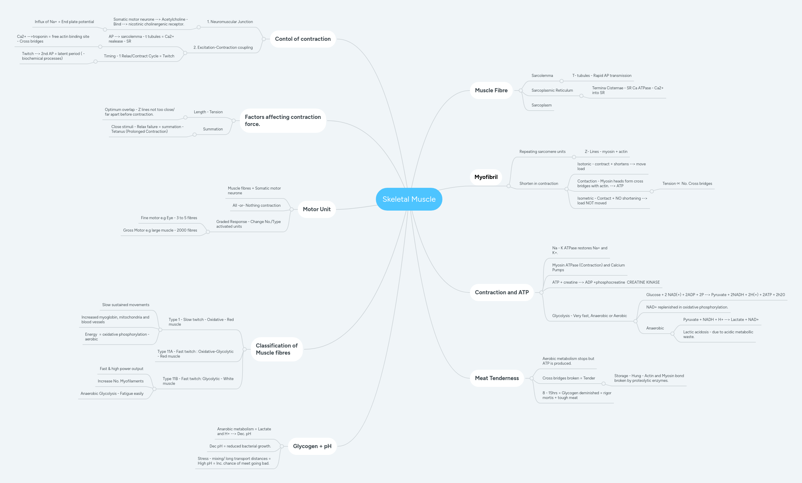 Skeletal Muscle | MindMeister Mind map