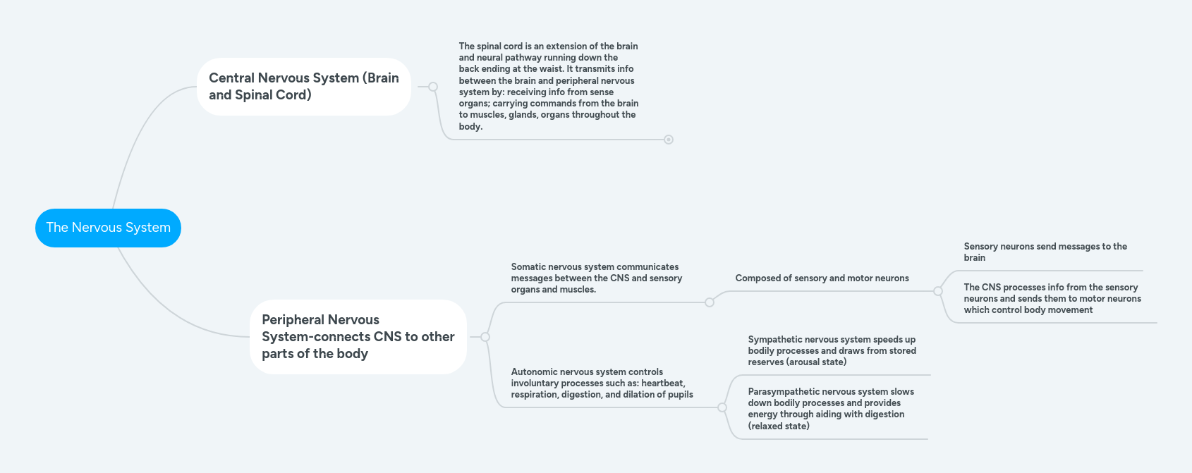The Nervous System | MindMeister Mind Map
