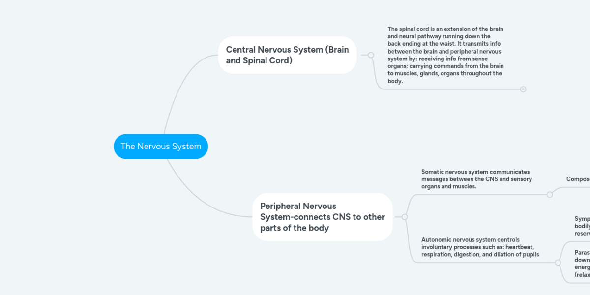 The Nervous System | MindMeister Mind Map
