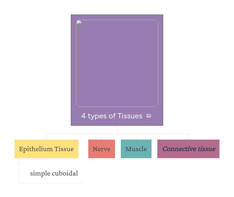 4 types of Tissues | MindMeister Mind Map