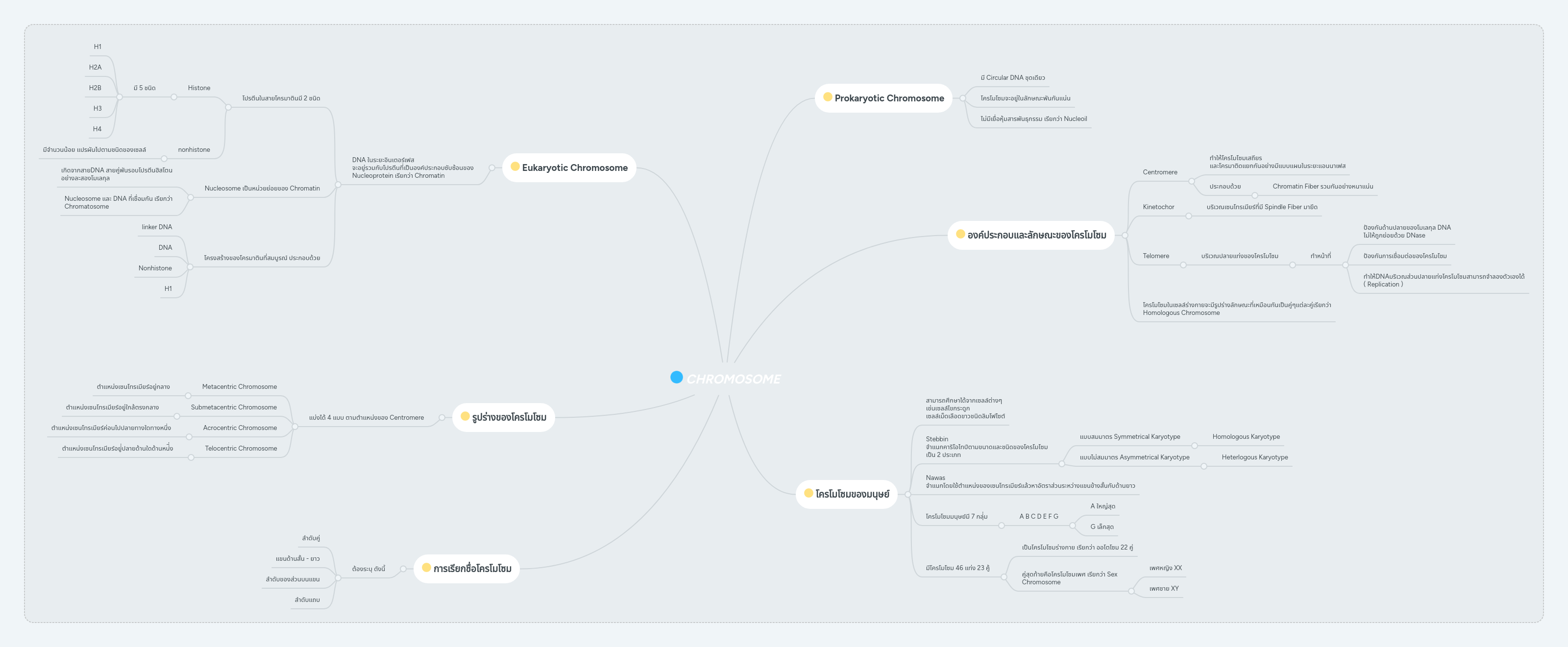 CHROMOSOME | MindMeister Mind Map