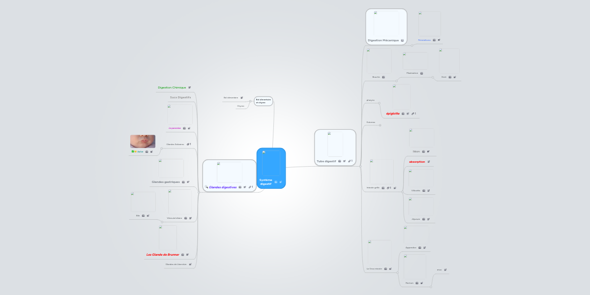 Système digestif | MindMeister Mind Map