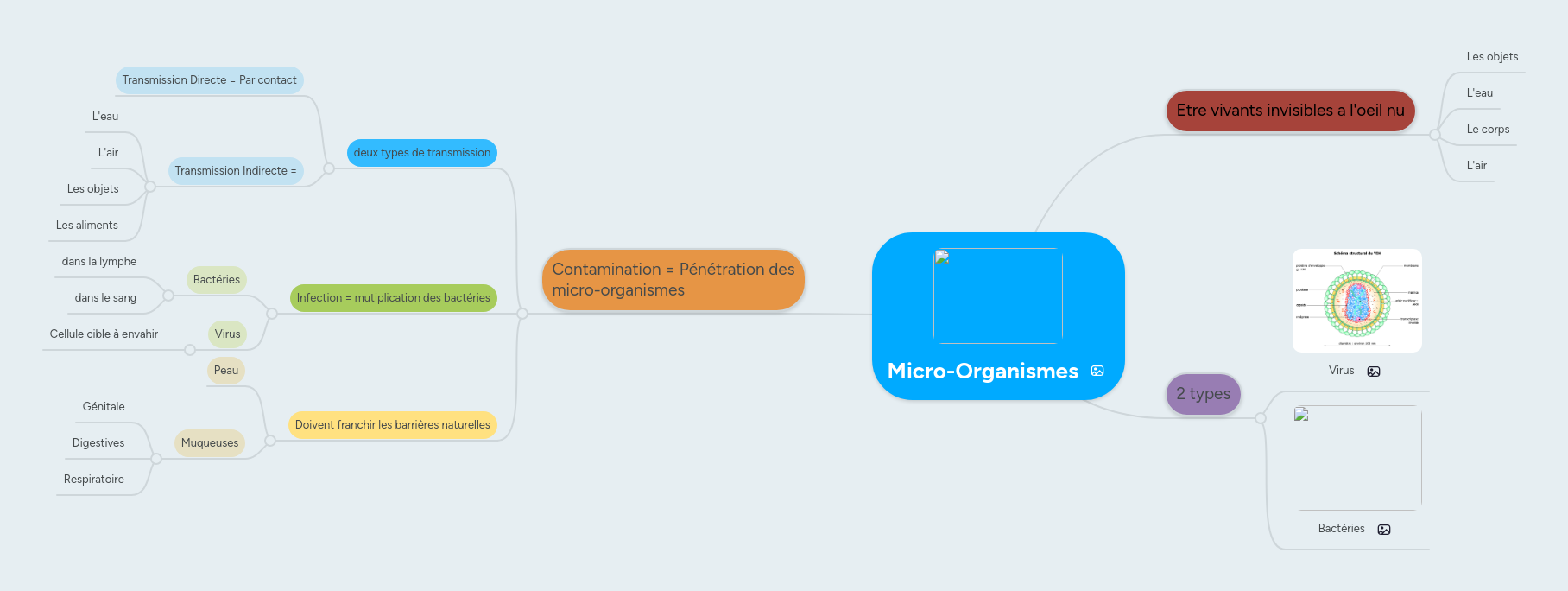 Micro-Organismes | MindMeister Mind Map