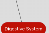 Digestive System - MindMeister Mind Map
