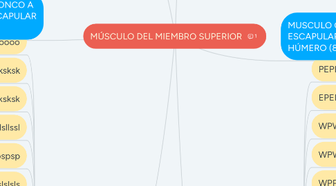 MÚSCULO DEL MIEMBRO SUPERIOR | MindMeister Mapa mental