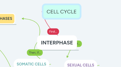 CELL CYCLE | MindMeister Mind Map