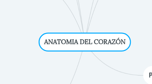 ANATOMIA DEL CORAZÓN | MindMeister Mapa Mental