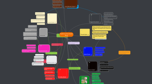 Systems of the Human Body | MindMeister Mind map