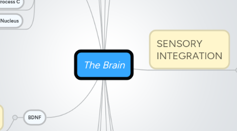 The Brain | MindMeister Mind Map